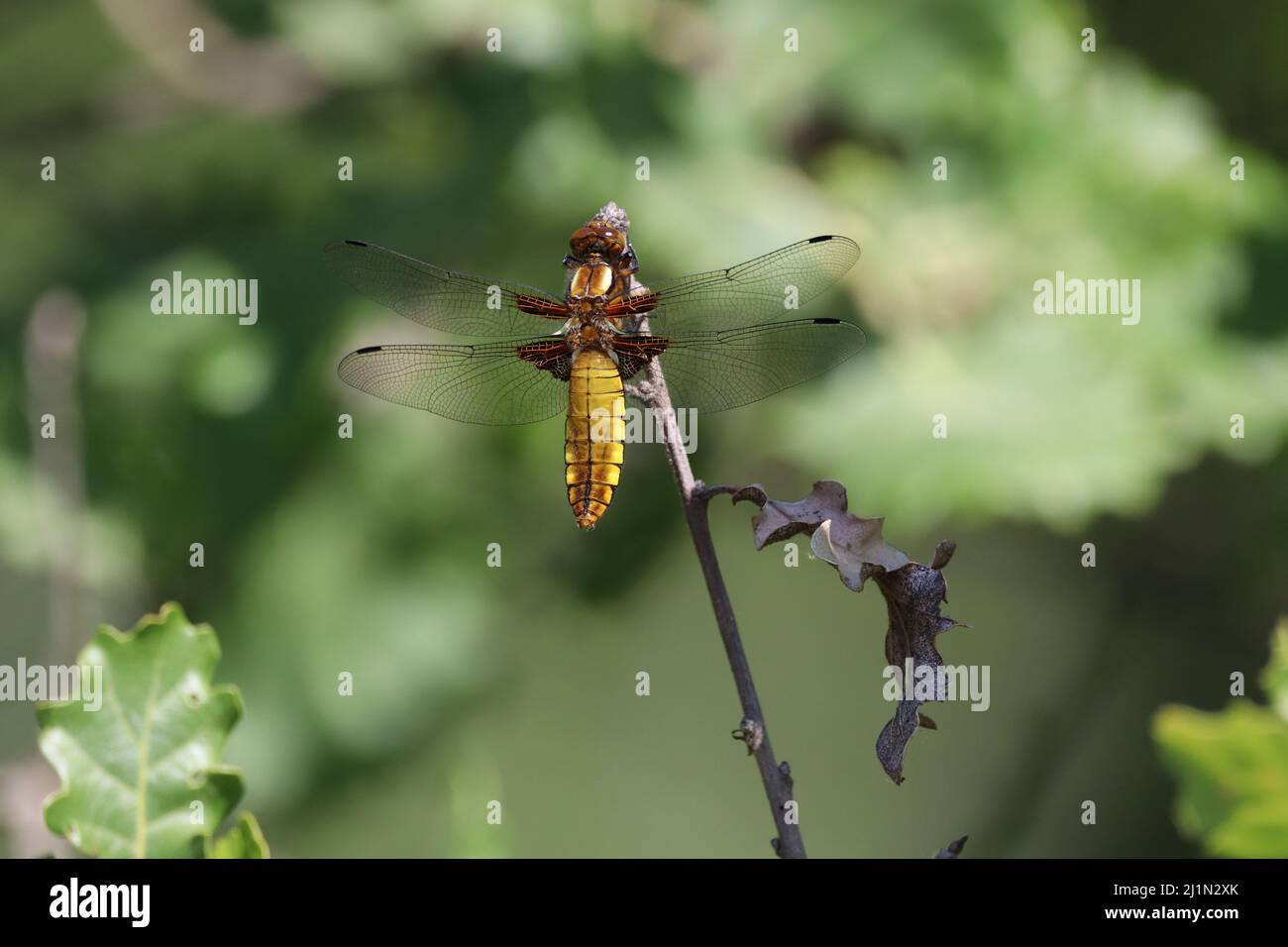 Libellule jaune hi-res stock photography and images - Alamy