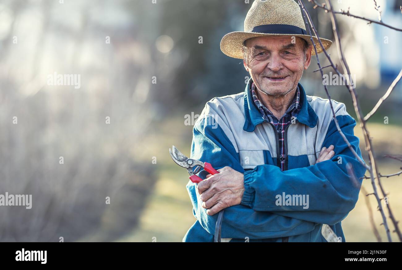 A vital 80-year-old retiree holds scissors in his garden to trim tree ...
