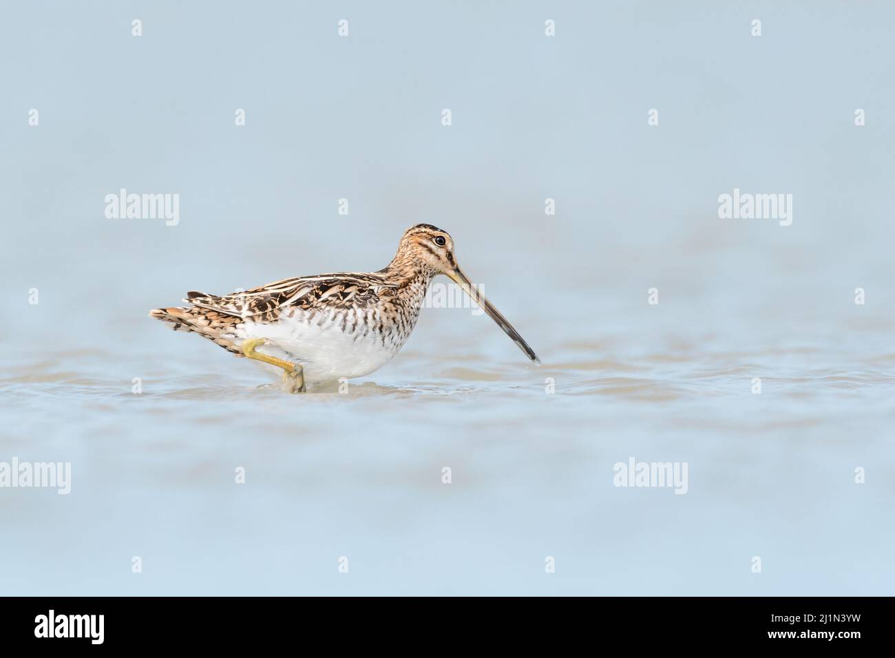 The common snipe, fine art portrait (Gallinago gallinago Stock Photo ...