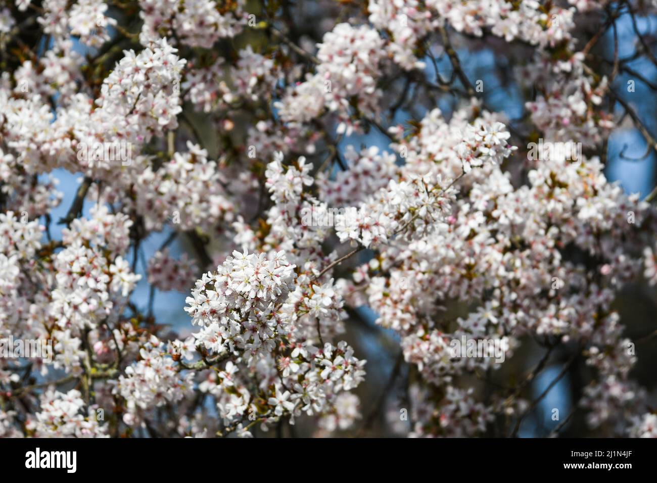 Blossom of trees hi-res stock photography and images - Alamy