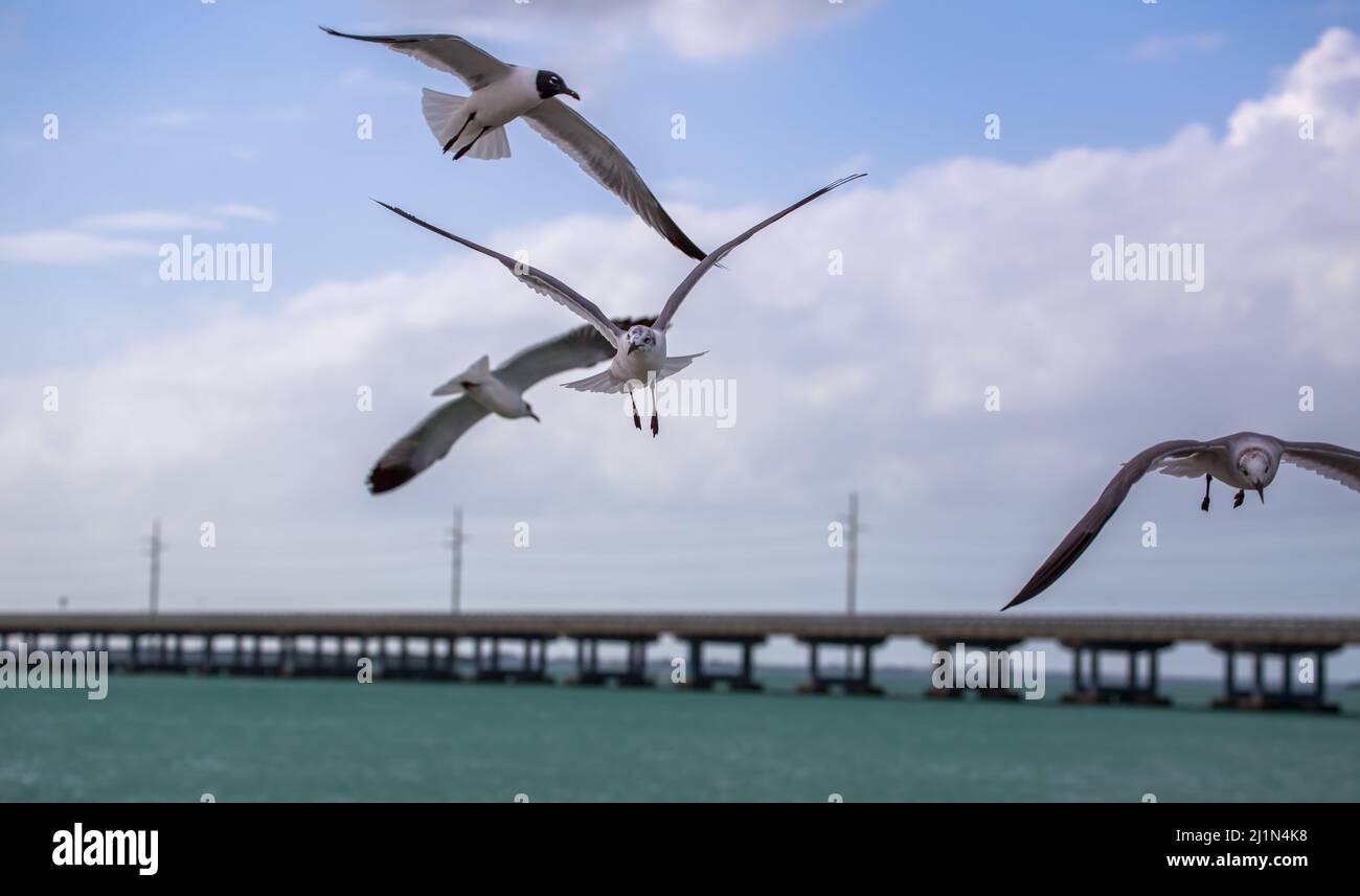 A flock of seagulls flying over the ocean with the Seven Mile Bridge in the background Stock ...