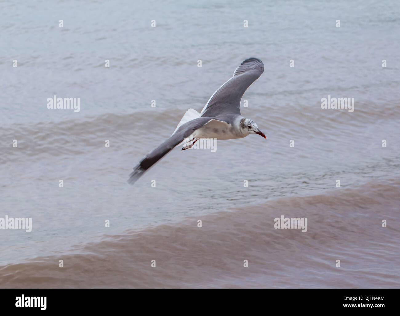 A seagull flying over the ocean with calm waves in Florida Stock Photo ...