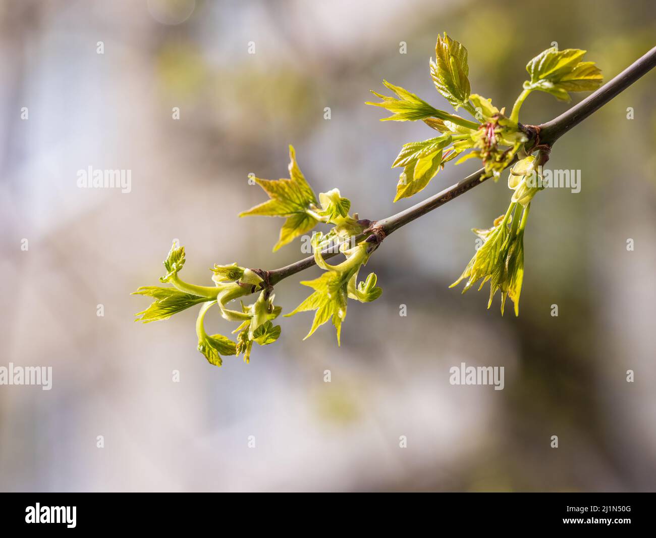 Spring branches of maple tree with fresh green leaves. Spring ...
