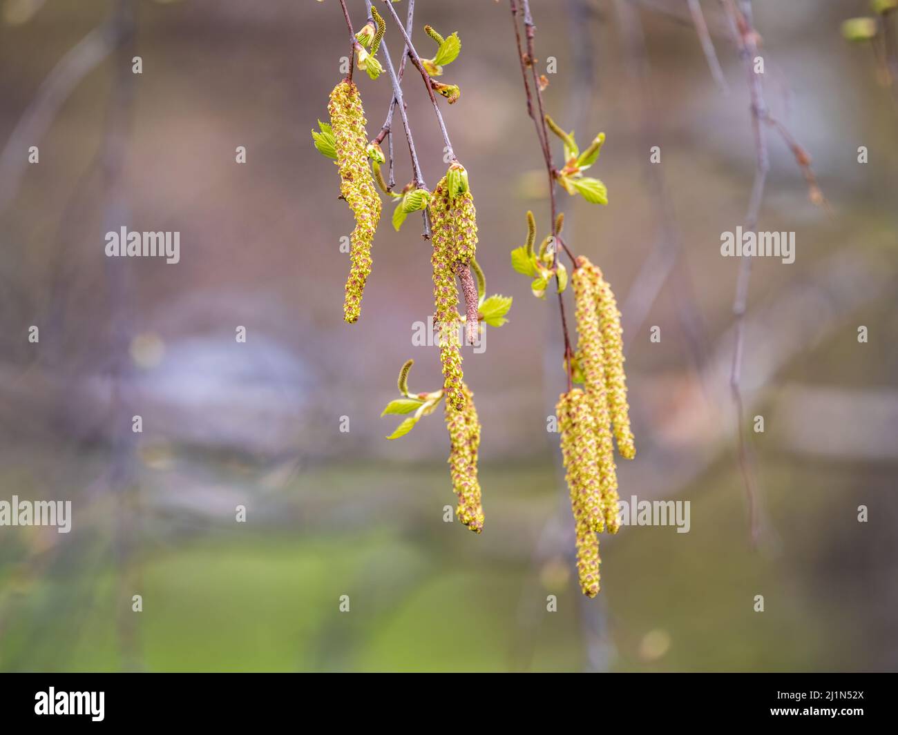 Birch branches with fresh green leaves and seeds. The branch of a birch ...