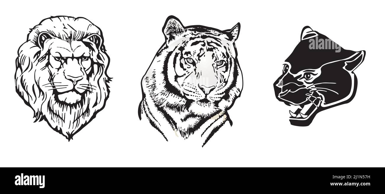 Tiger Lion Panther isolated on white background. illustration Stock ...