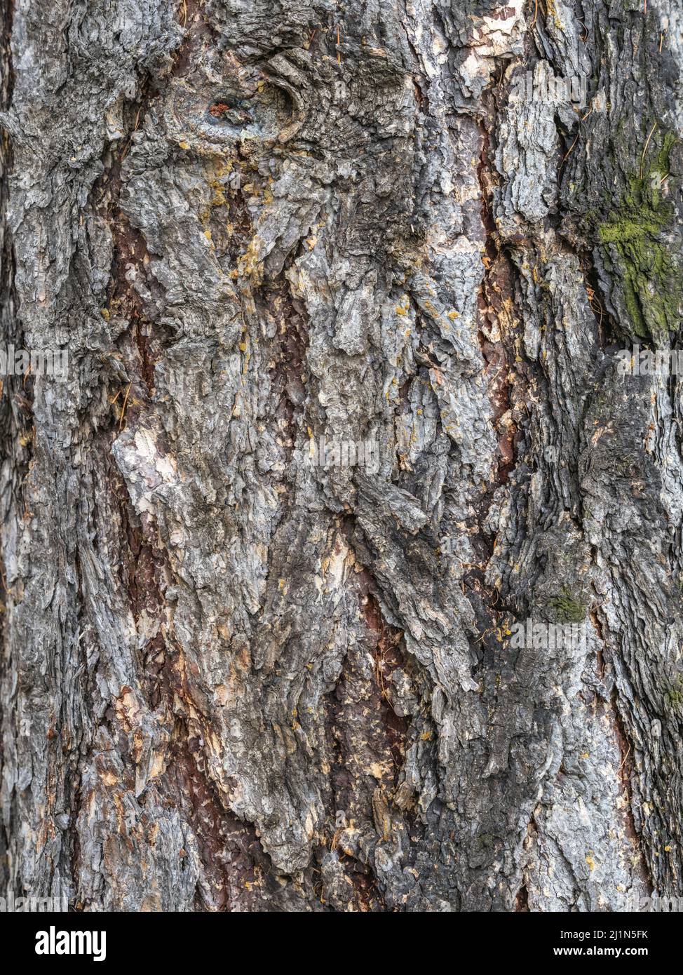 The bark of an old tree. Larch bark. Detailed bark texture Stock Photo ...