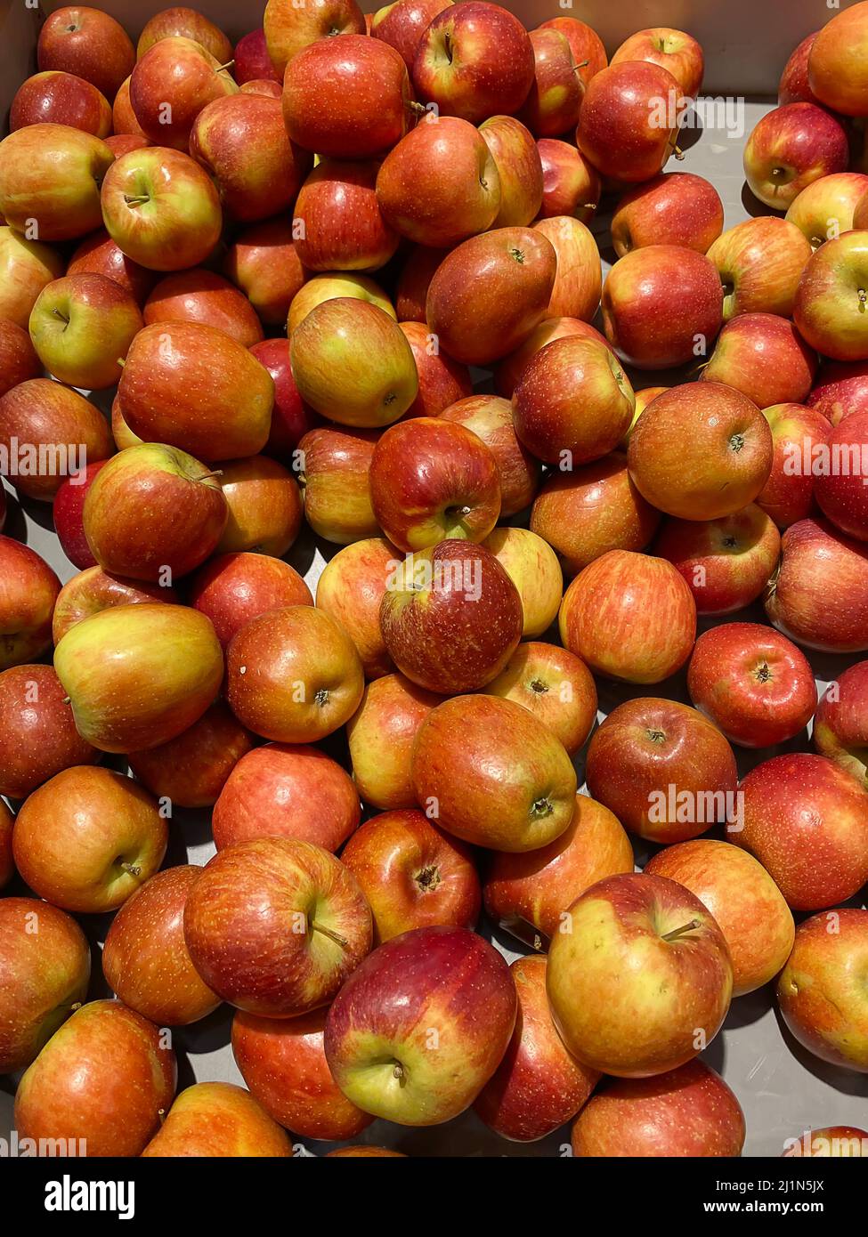 big choice of fresh fruits and vegetables on market counter Stock Photo ...