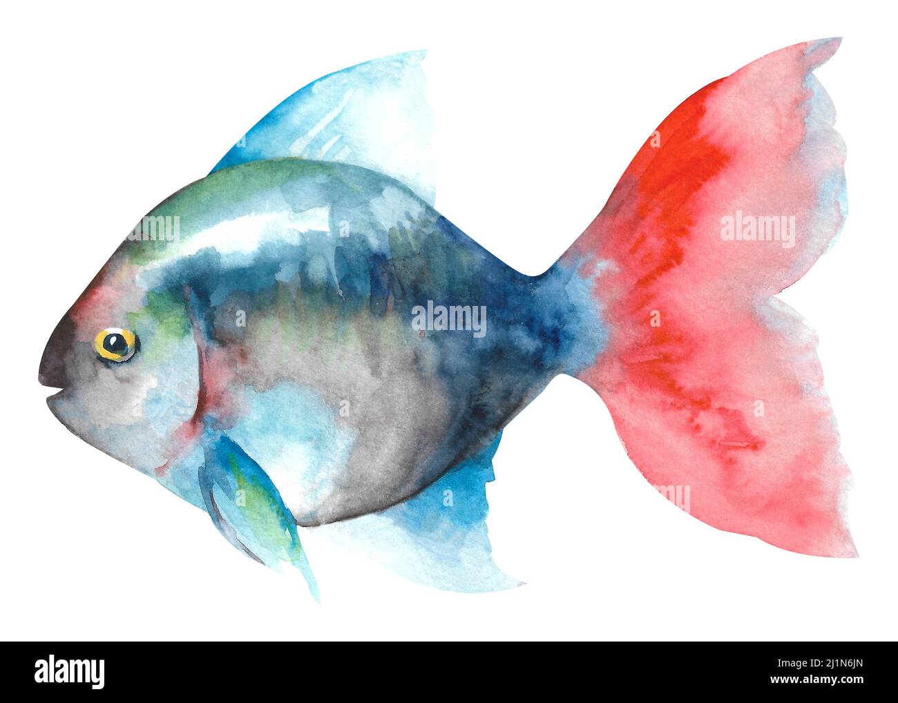 Watercolor fish. Hand draw ultramarine fish illustration isolated on ...