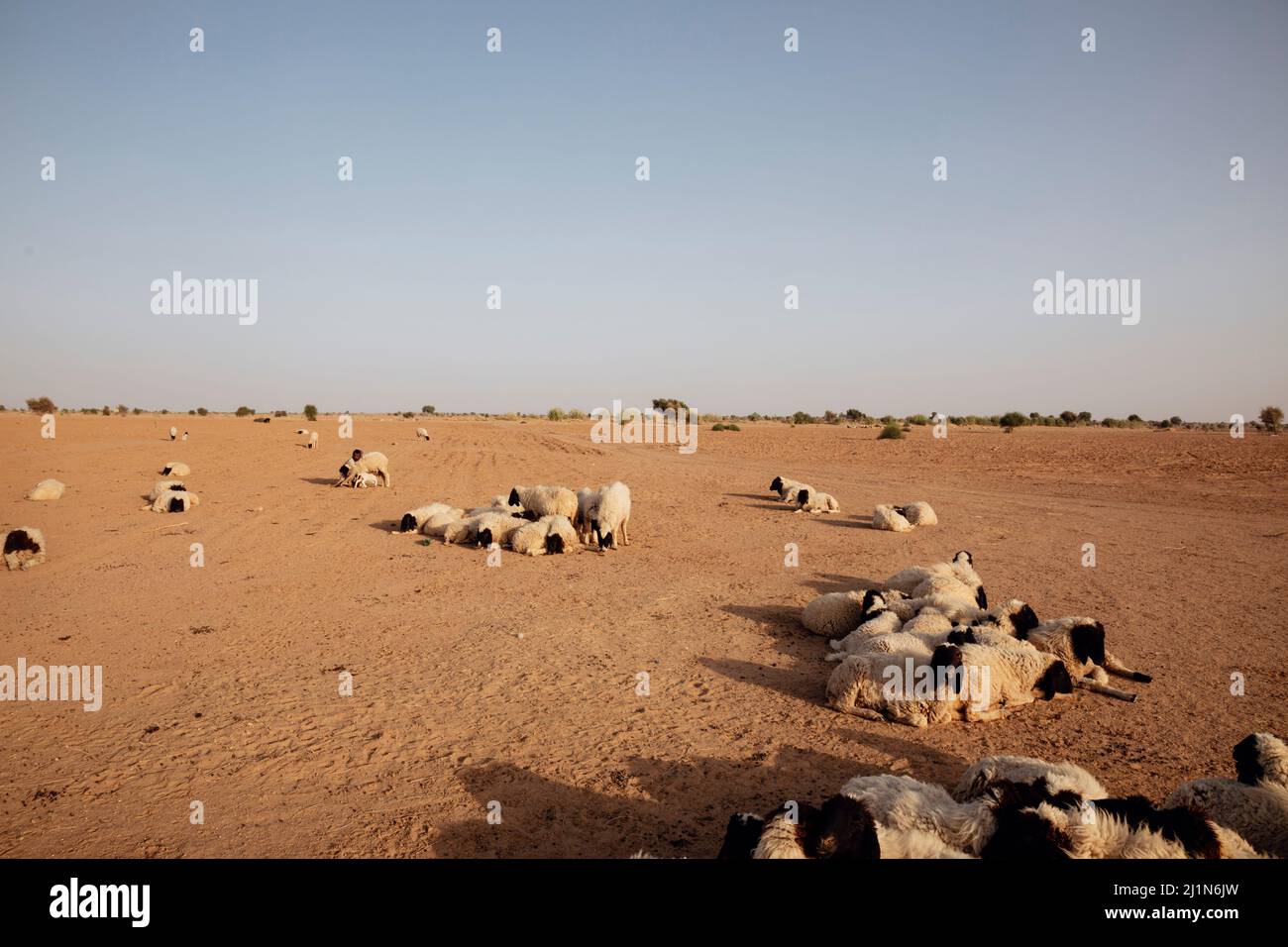 Shepherd, Desert National Park, Jaisalmer, Rajasthan, India Stock Photo ...