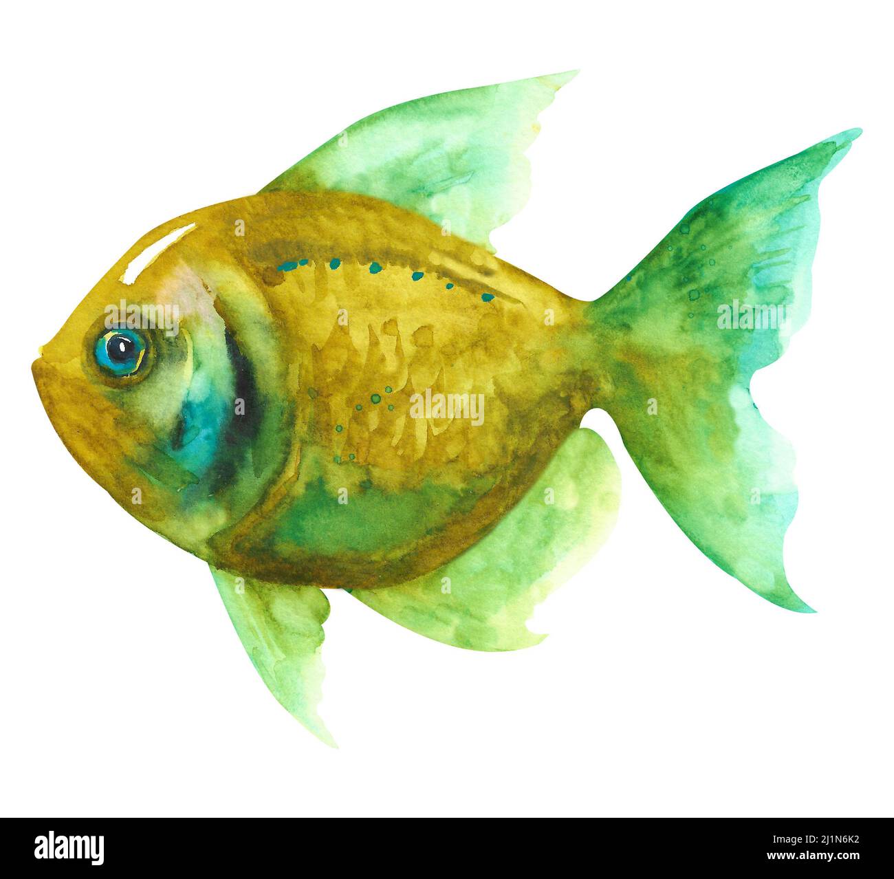 Watercolor fish. Hand draw green fish illustration isolated on white ...