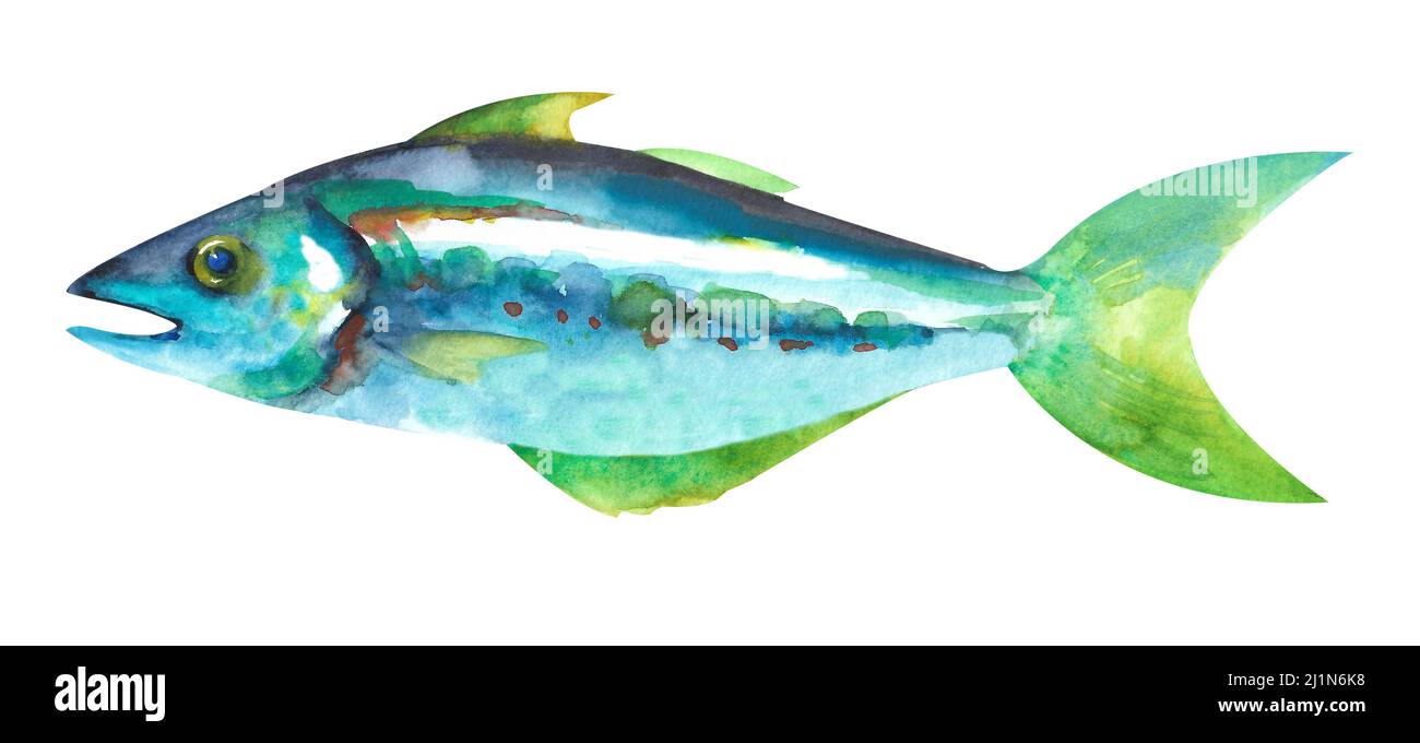 Watercolor fish. Hand draw fish illustration isolated on white ...