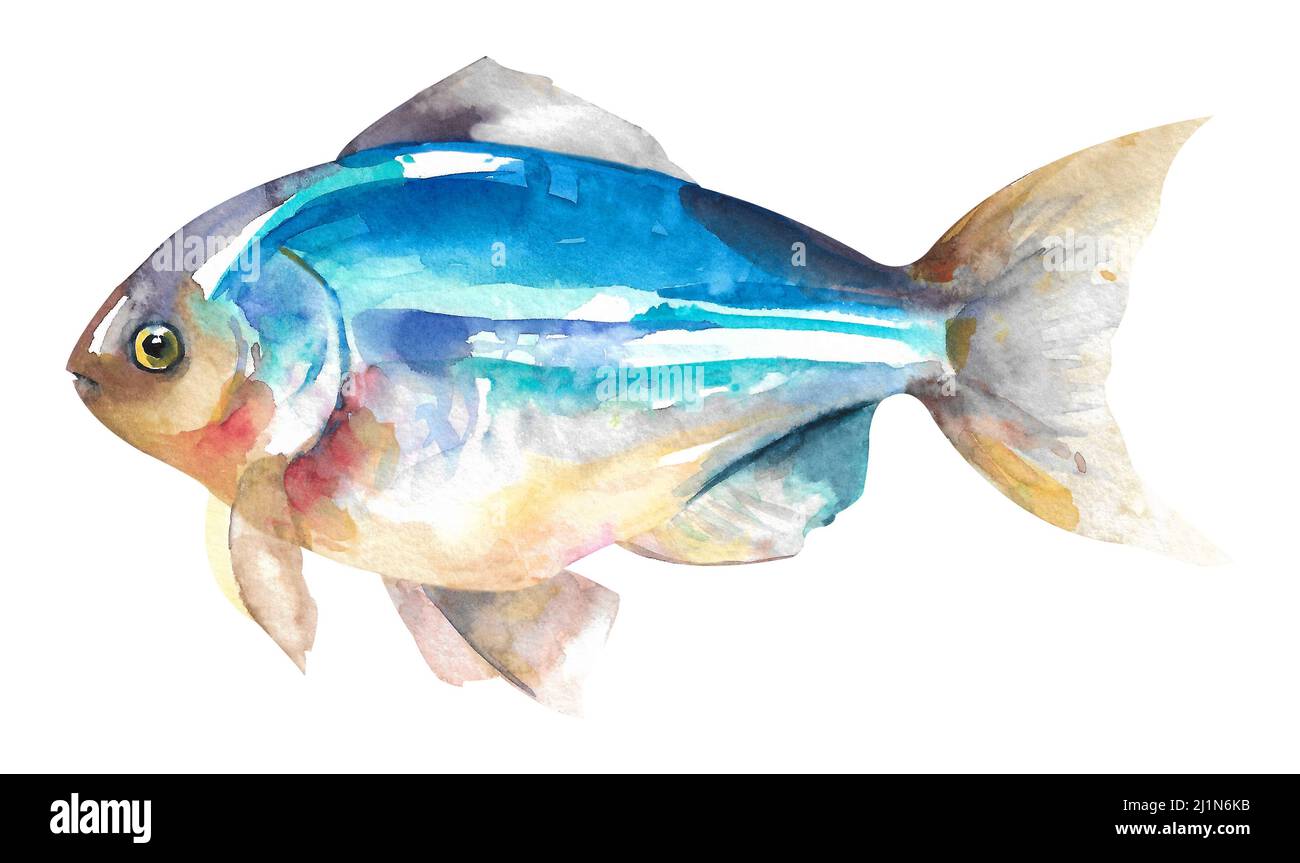 Watercolor fish. Hand draw light blue fish illustration isolated on ...