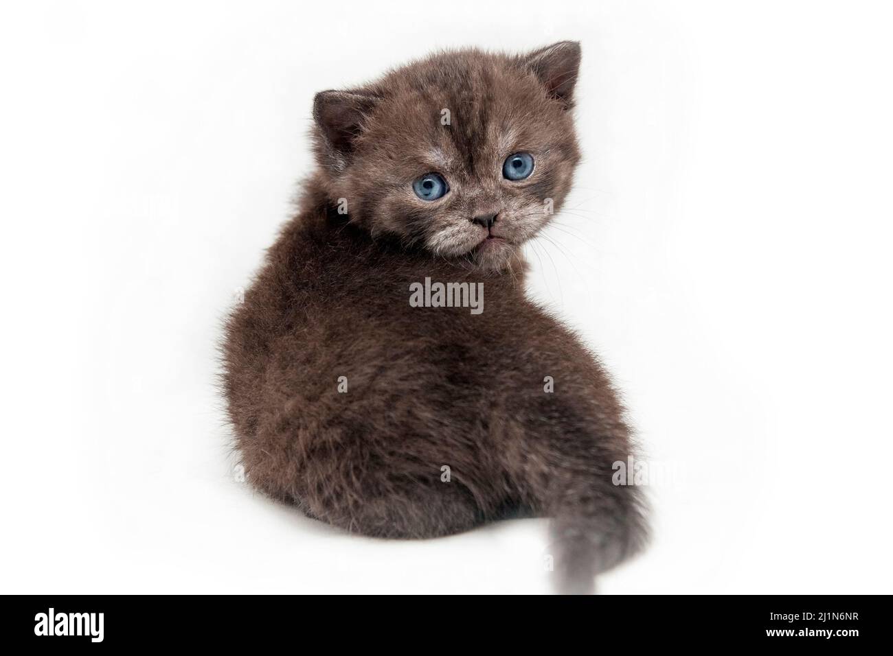 Back of cats head Cut Out Stock Images & Pictures - Alamy