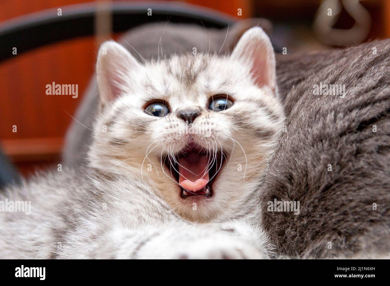 Small yawn yawning young hi-res stock photography and images - Alamy