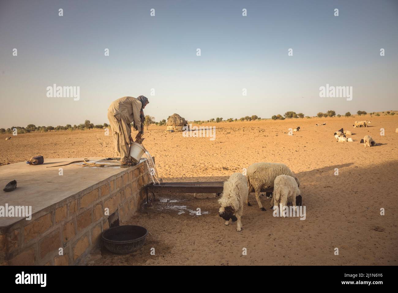 Shepherd, Desert National Park, Jaisalmer, Rajasthan, India Stock Photo ...