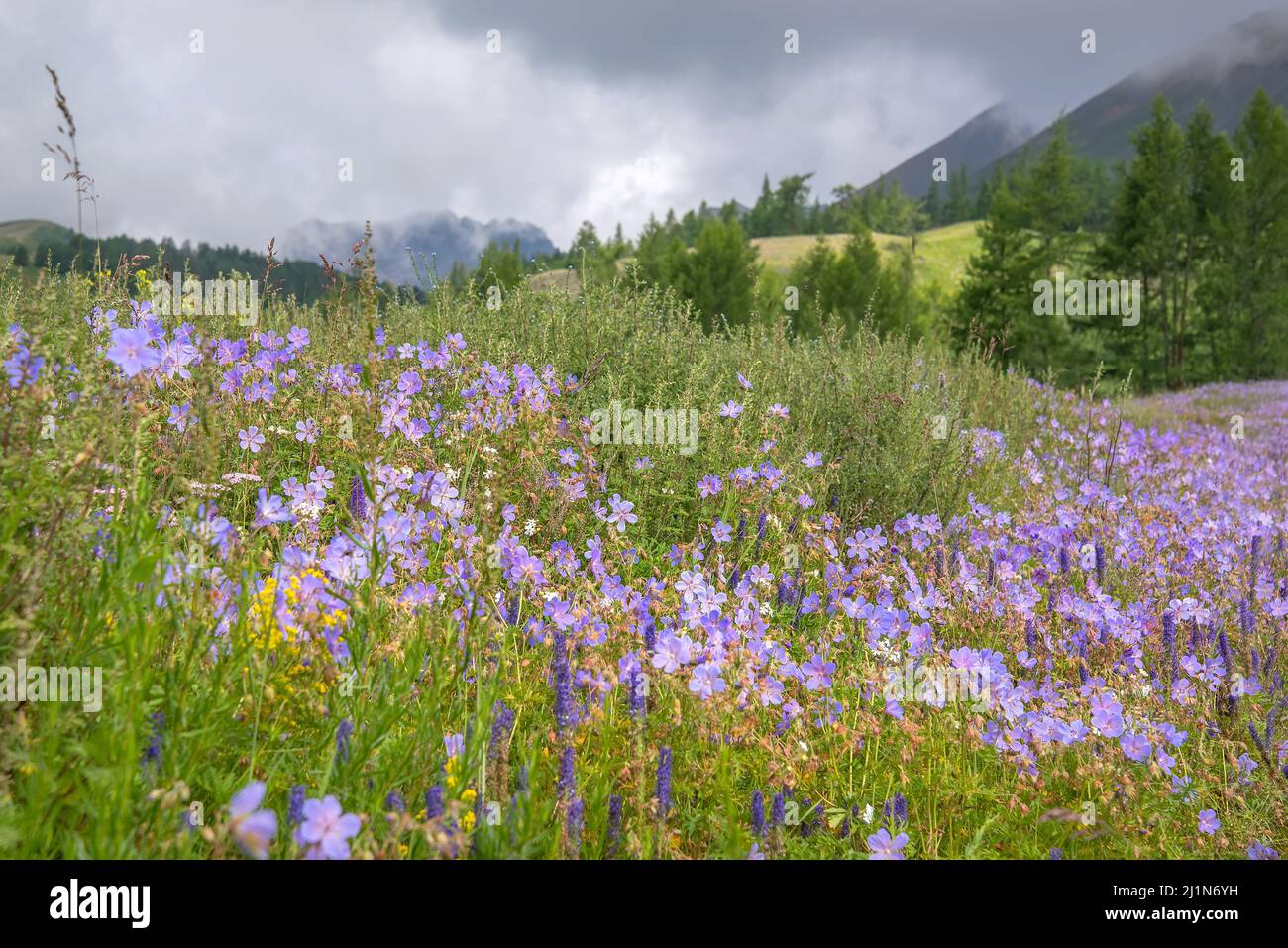 Amazing bright blue geranium flowers (Geranium pratense) in a green ...