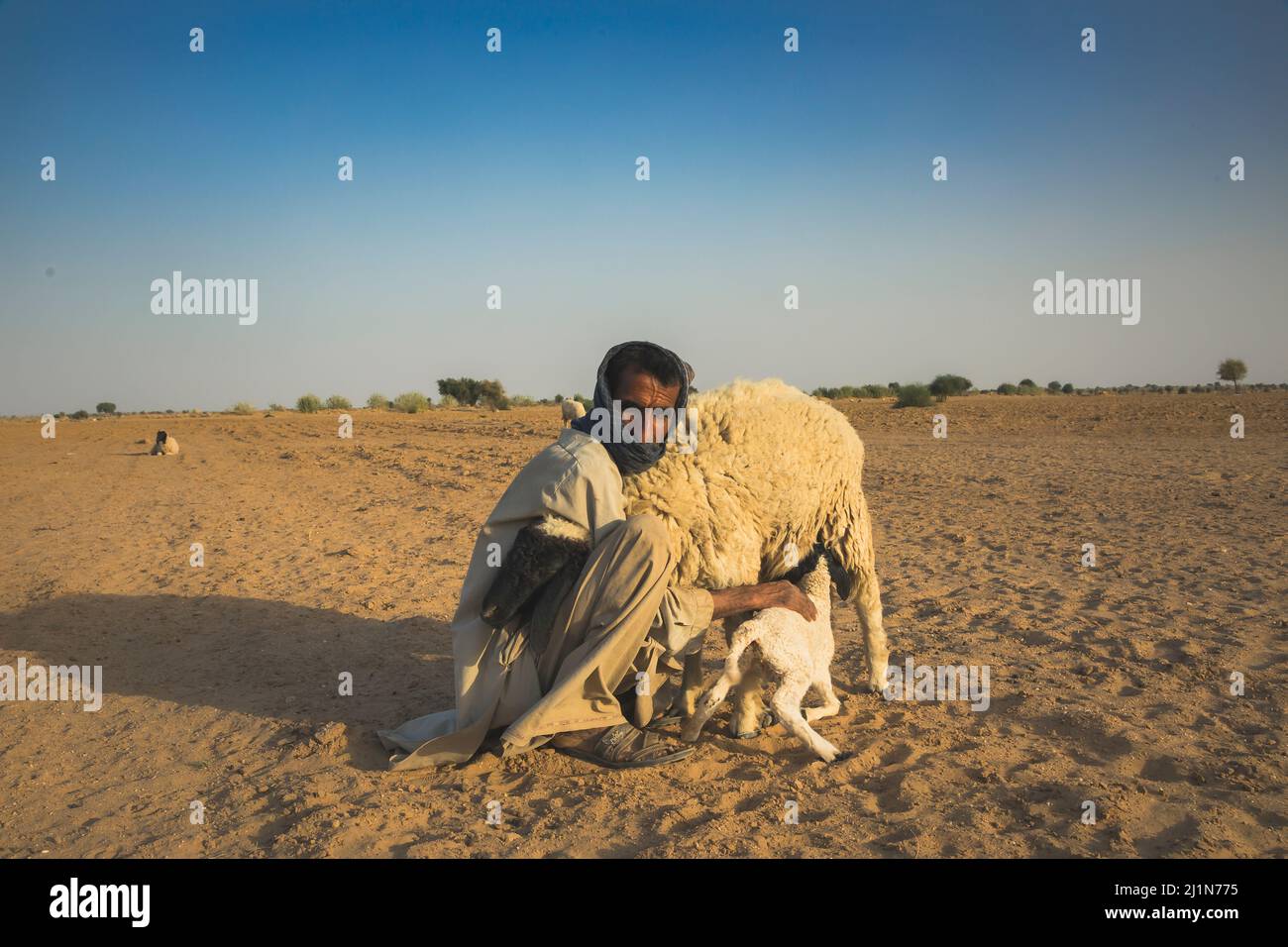 Shepherd, Desert National Park, Jaisalmer, Rajasthan, India Stock Photo ...