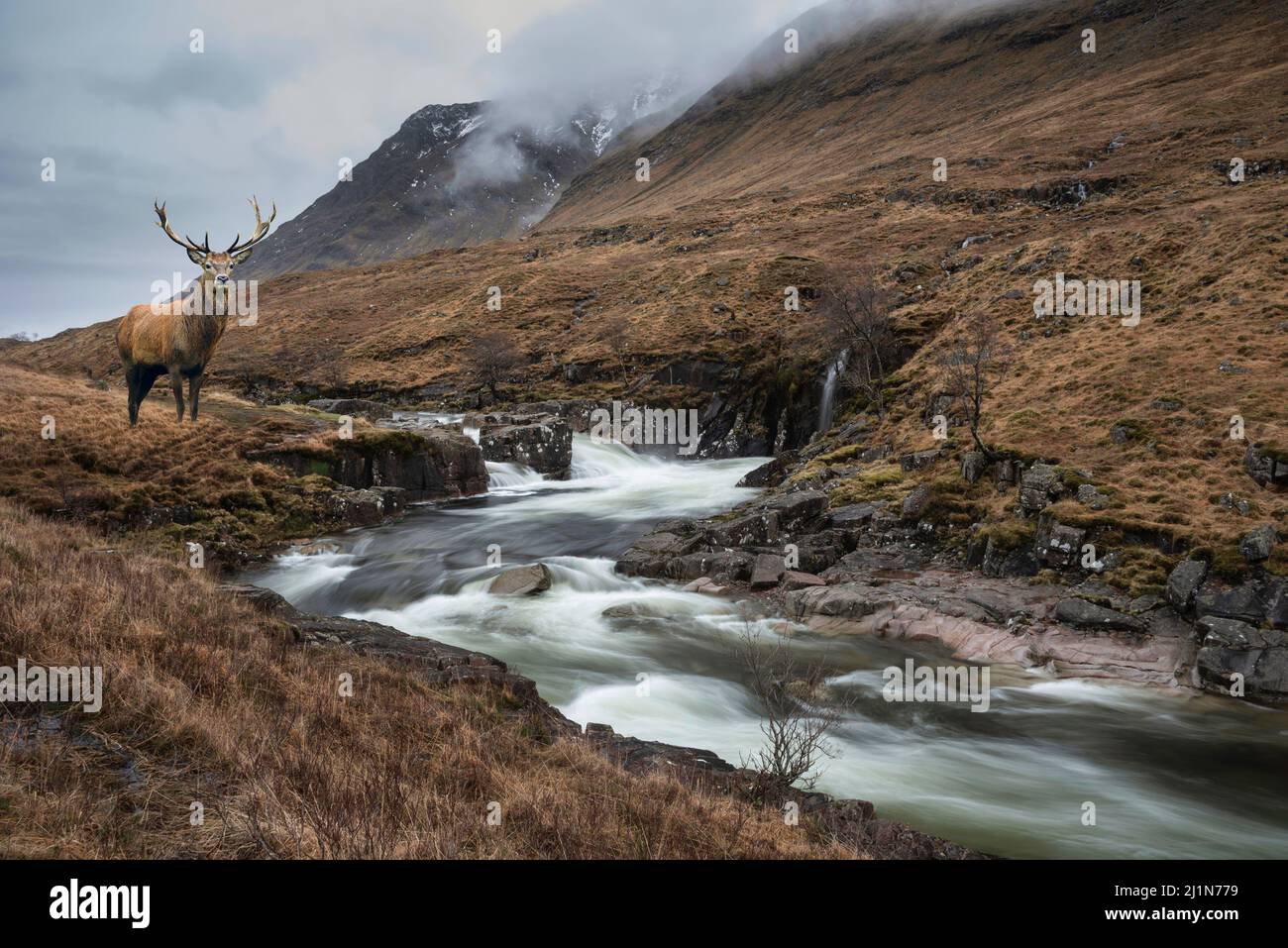 Composite image of red deer stag in Beautiful Winter landscape image of ...