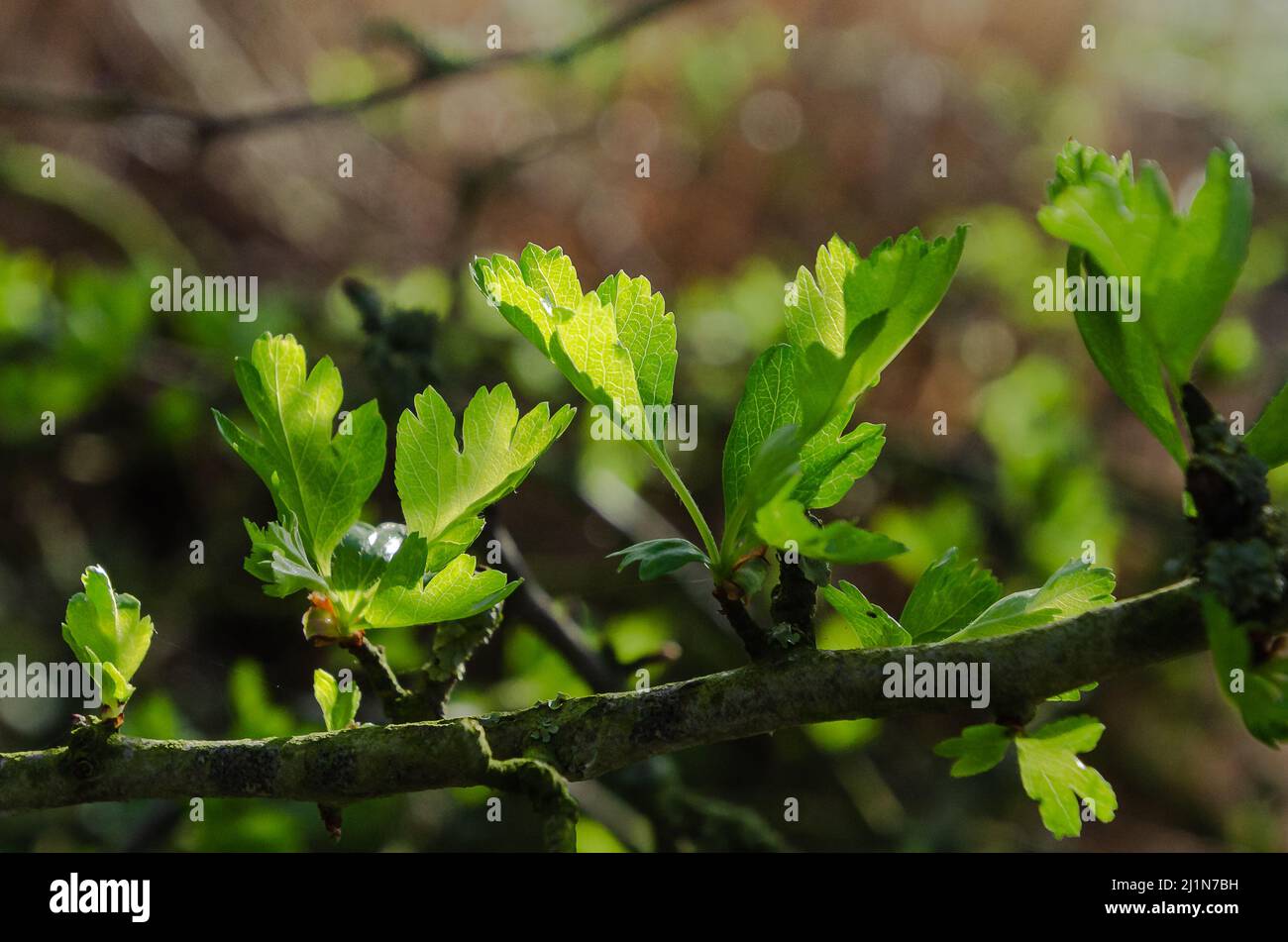 New leaves on a tree in spring Stock Photo - Alamy