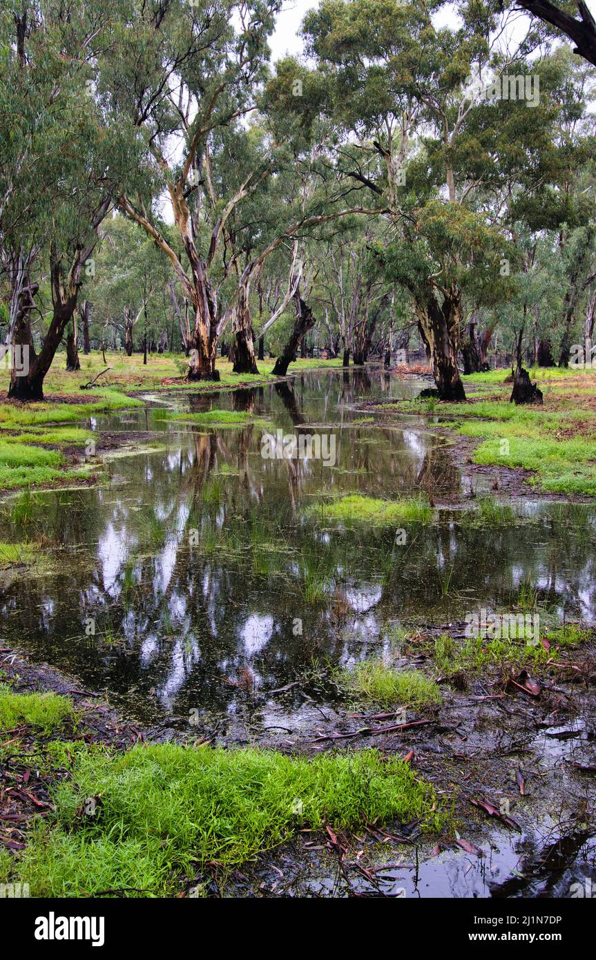 Flooded red gum eucalyptus forest in Barmah National Park, Victoria ...