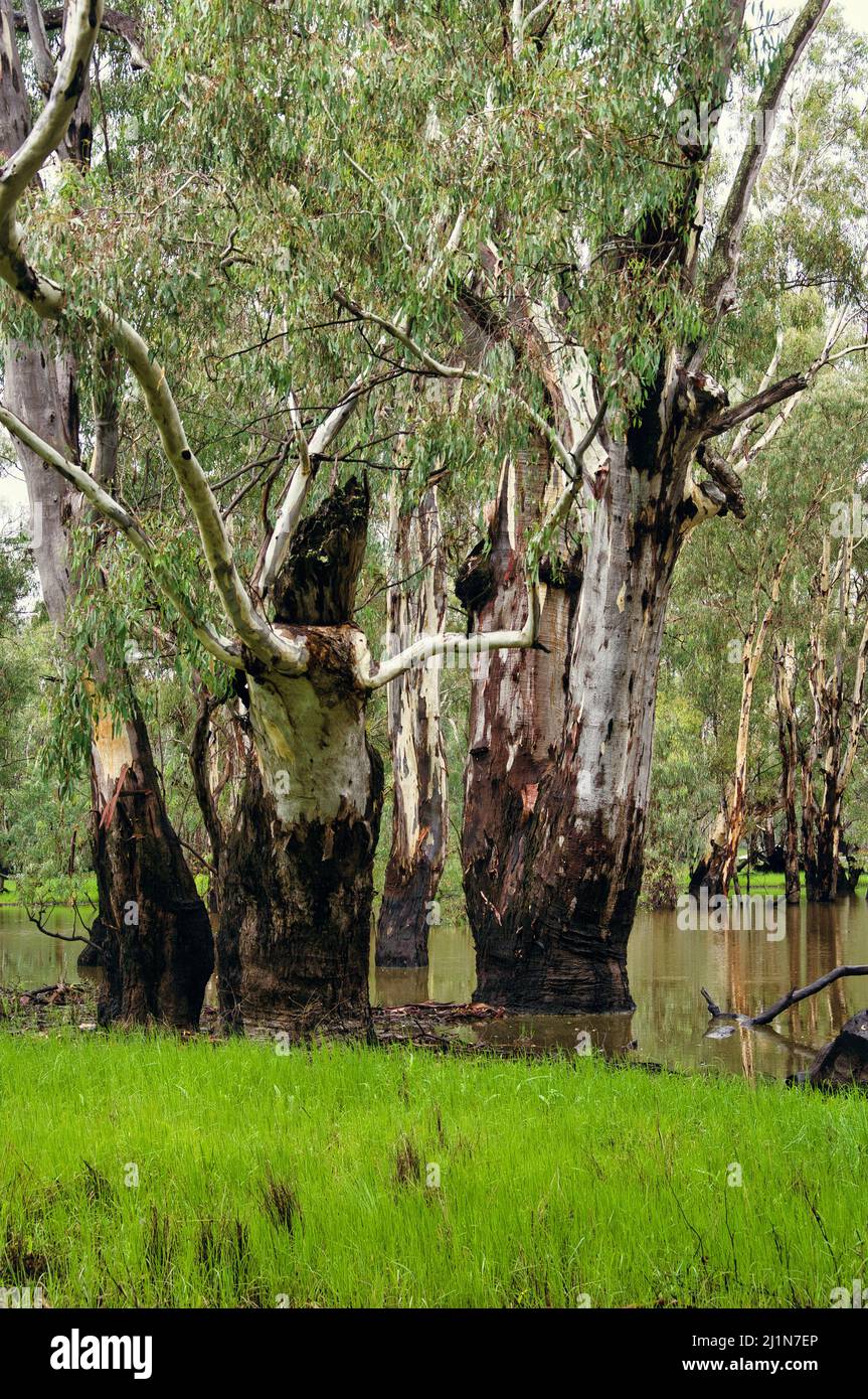 Magnificent old red gums (Eucalyptus camaldulensis) in the flooded ...