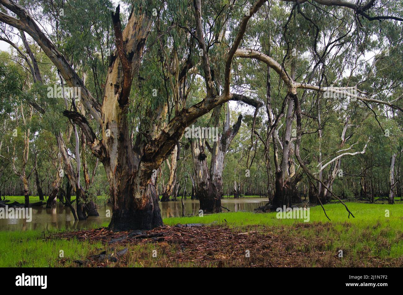 Magnificent old red gums (Eucalyptus camaldulensis) in the flooded ...