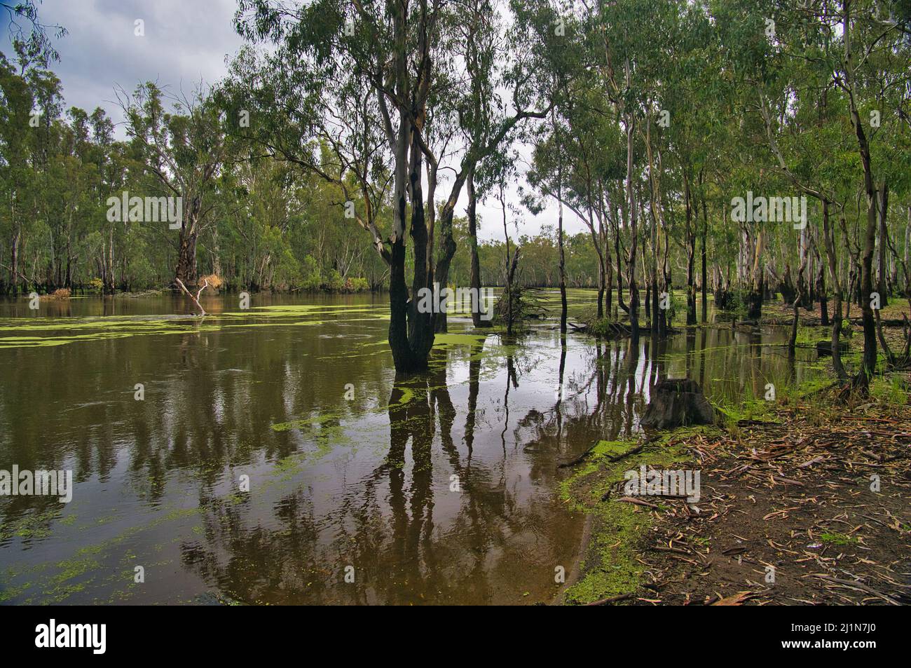 River red gum forest murray hi-res stock photography and images - Alamy