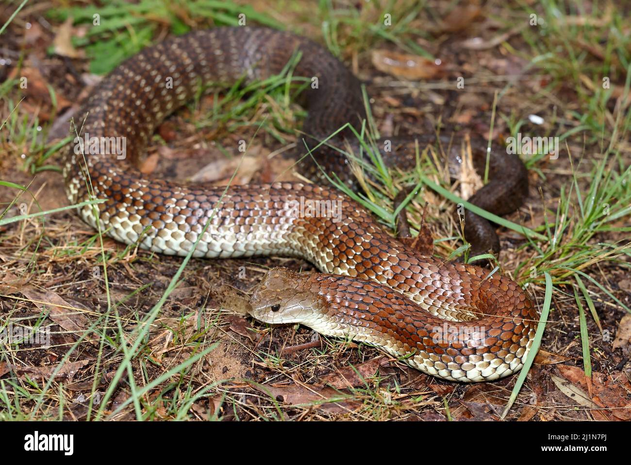 Australian highly venomous Eastern Tiger Snake Stock Photo - Alamy