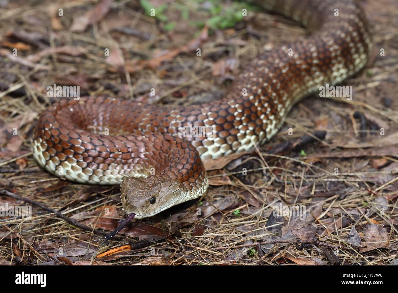 Australian highly venomous Eastern Tiger Snake Stock Photo - Alamy