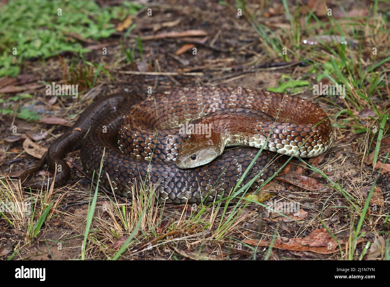 Australian highly venomous Eastern Tiger Snake Stock Photo - Alamy