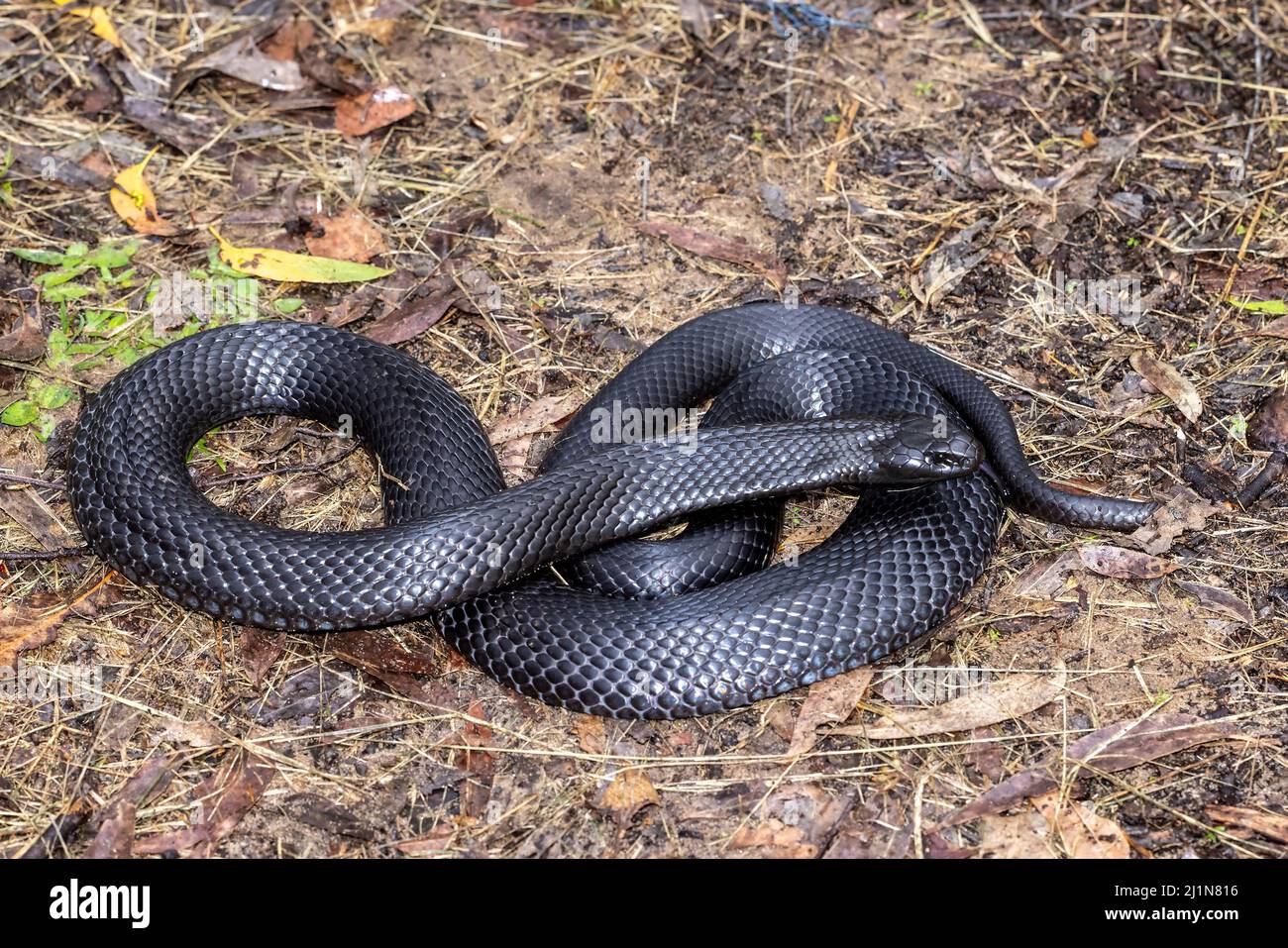Australian Blue-bellied Black Snake flickering it's tongue Stock Photo ...