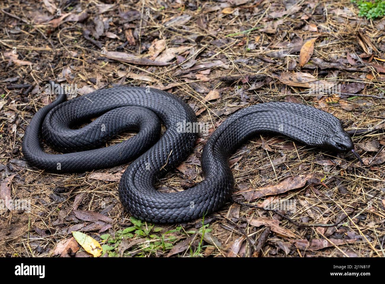 Australian Blue-bellied Black Snake flickering it's tongue Stock Photo ...