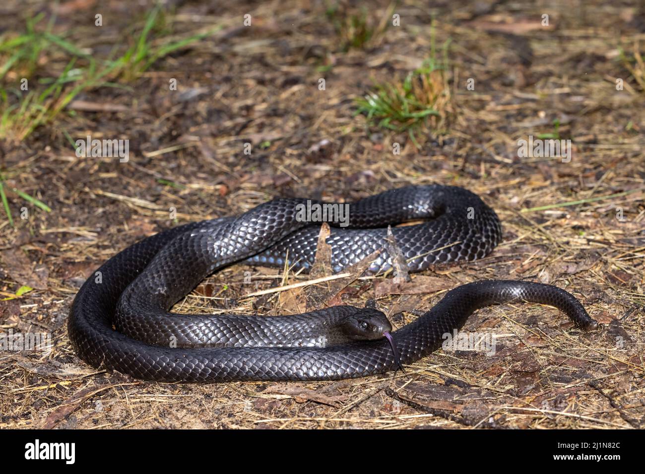 Australian Blue-bellied Black Snake flickering it's tongue Stock Photo ...