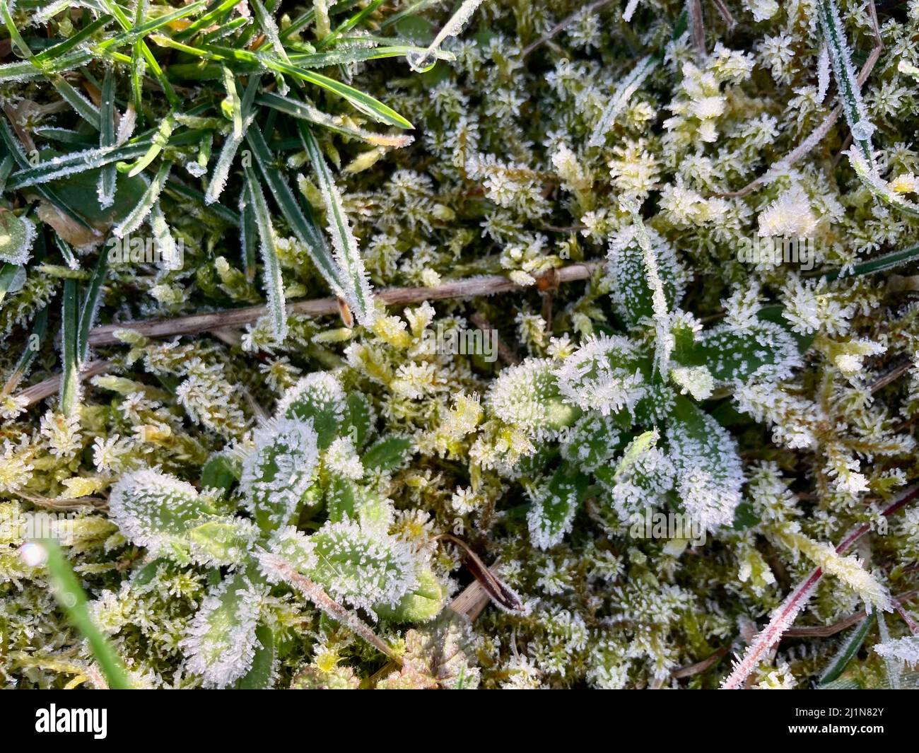 Frosty thistle leaves hi-res stock photography and images - Alamy
