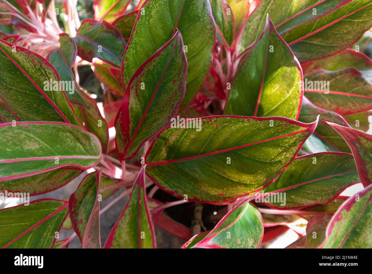 Aglaonema Modestum