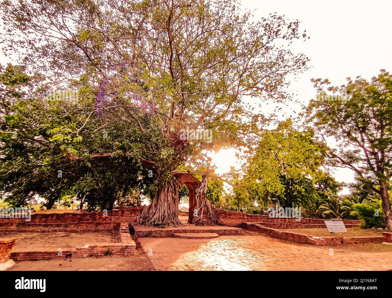 Ancient temple gate in phra ngam. The roots of trees and the gates of ...