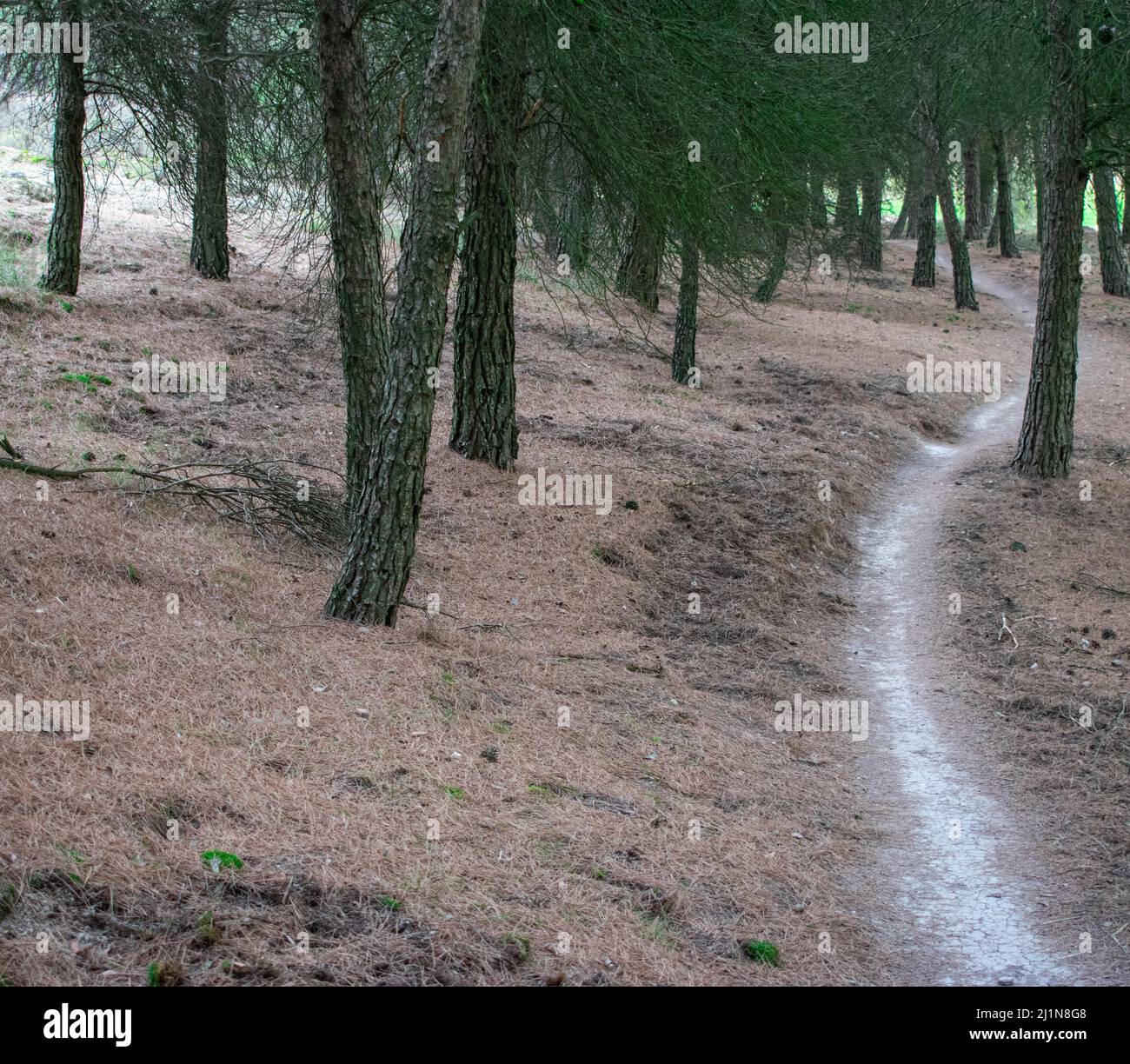 A green conifer forest with dry grass and a narrow path on the ground ...