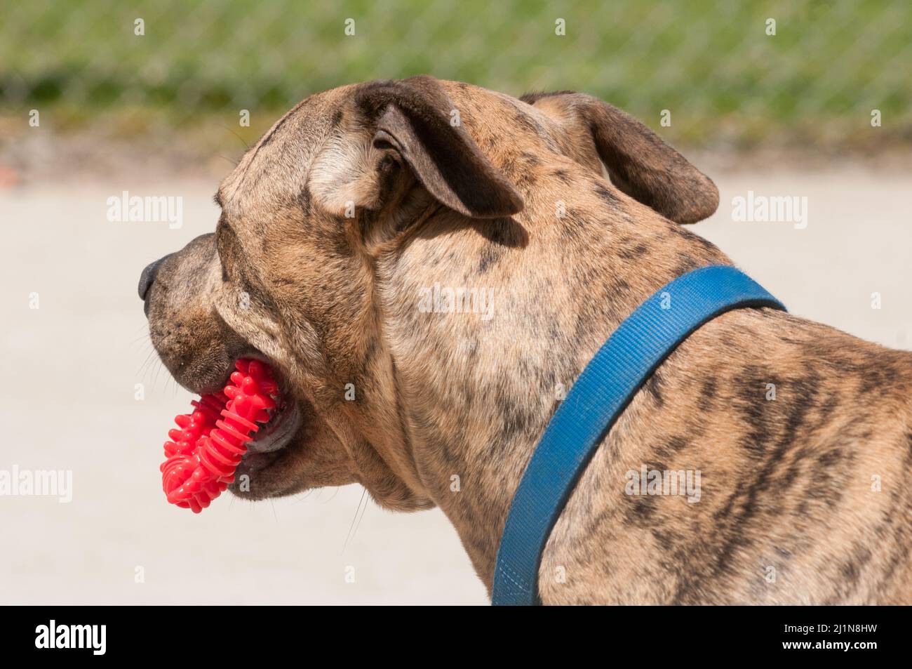 American shelter dogs hi-res stock photography and images - Alamy