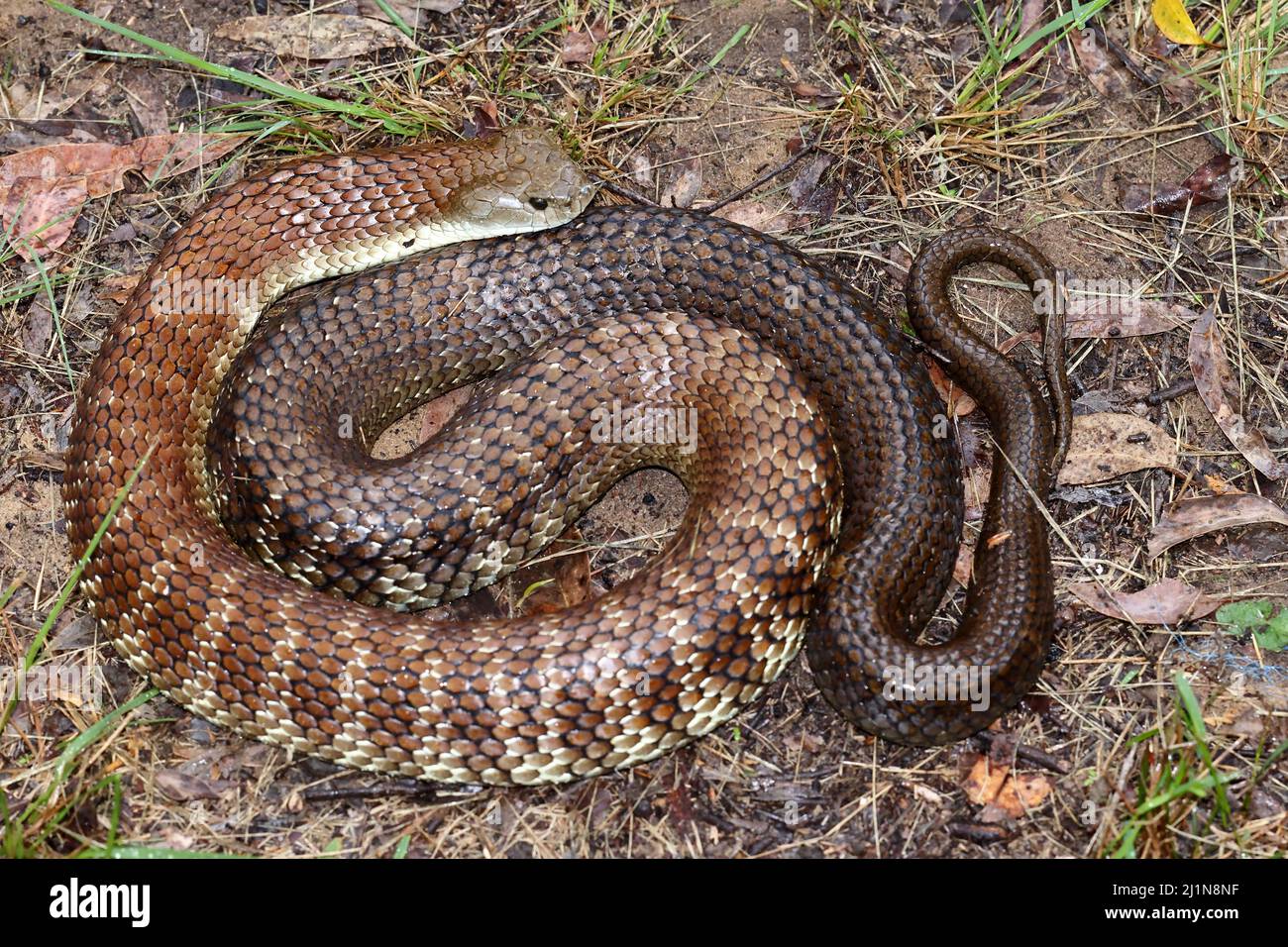 Australian highly venomous Eastern Tiger Snake Stock Photo - Alamy