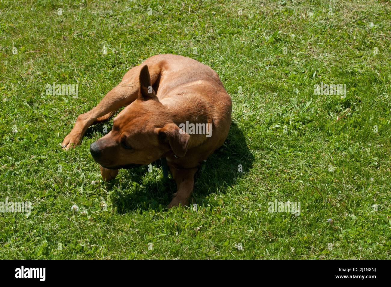 Shelter dogs at the local humane society # 3 Stock Photo - Alamy