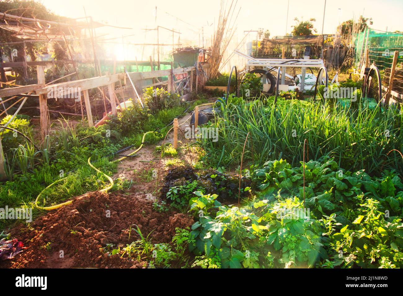 Various vegetables growing on a small allotment plot on a sunny day ...