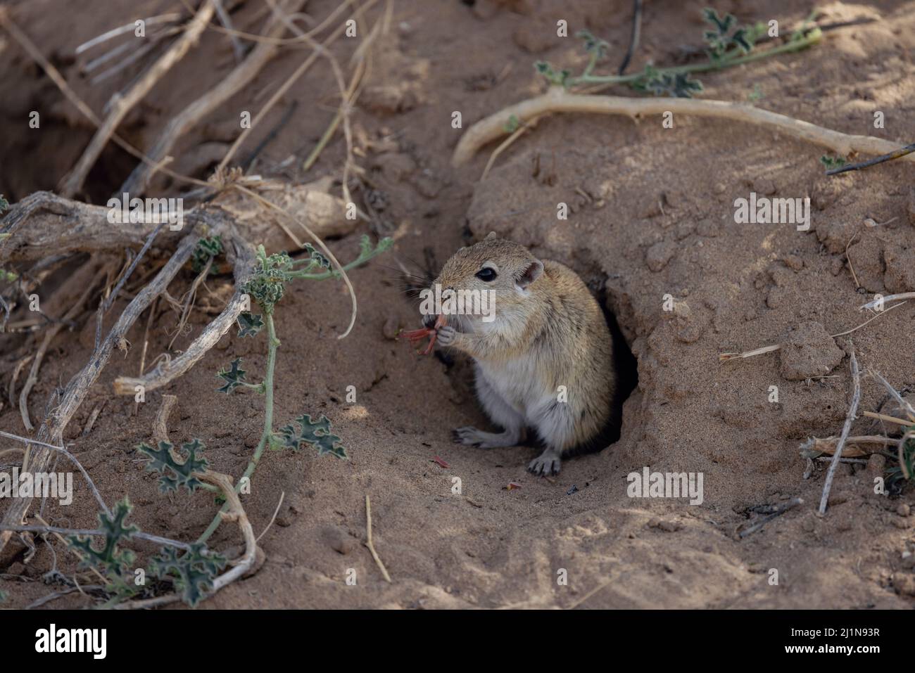 Indian Desert Jird, Indian Desert Gerbil, Meriones hurrianae, feed ...