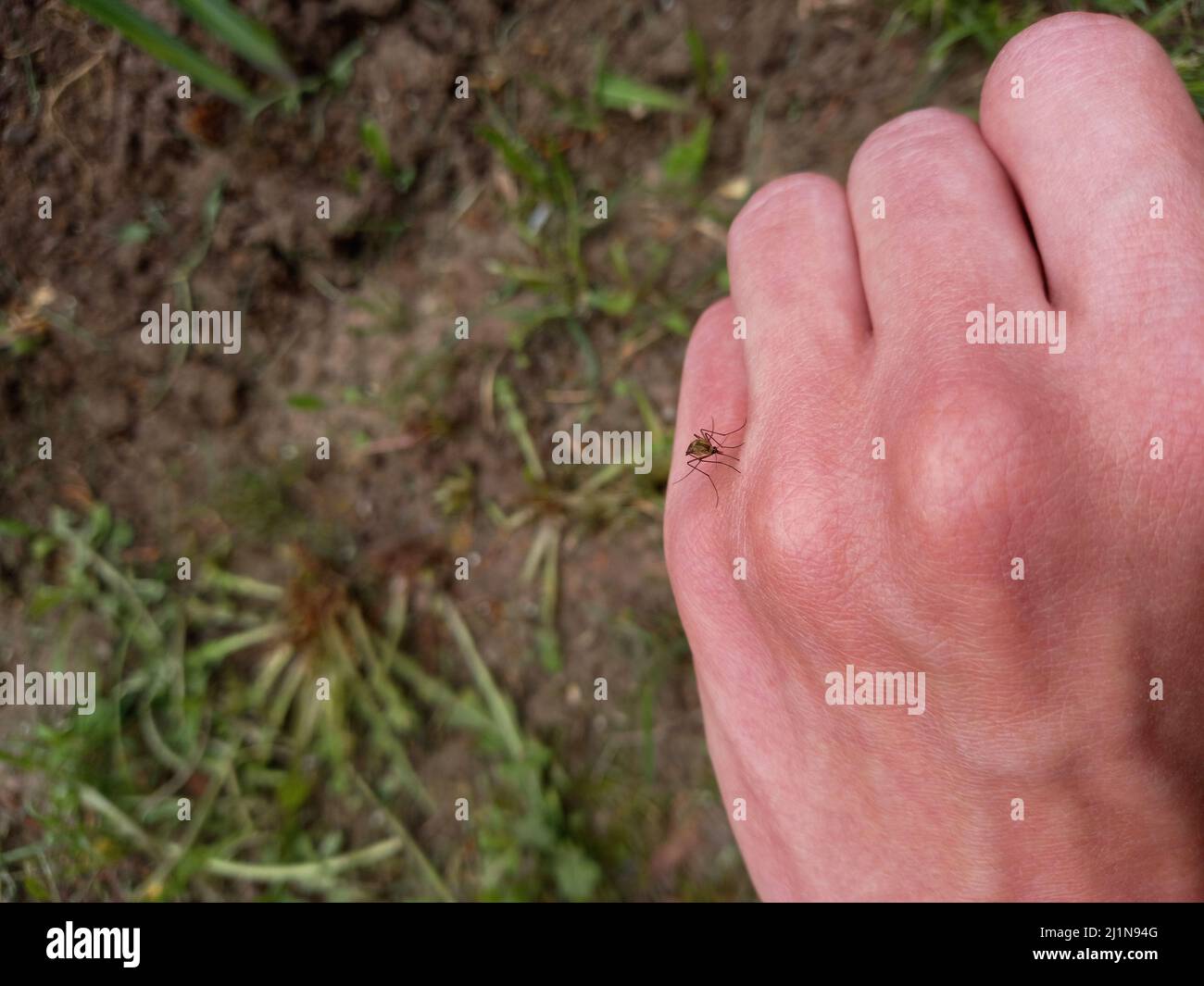 Mosquito on a man's hand. Blood-sucking insect. High quality photo ...