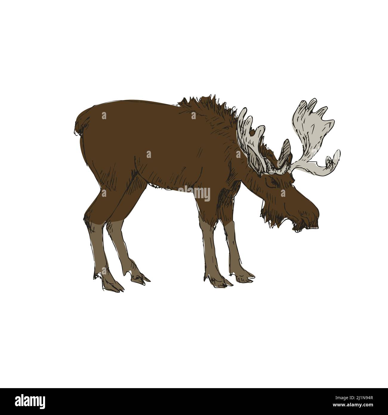 Moose in canada Stock Vector Images - Alamy