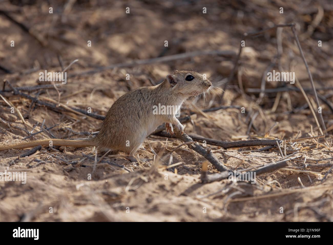 Indian Desert Jird, Indian Desert Gerbil, Meriones hurrianae, feed ...