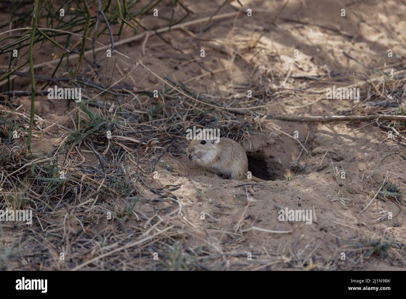 Indian Desert Jird, Indian Desert Gerbil, Meriones hurrianae, feed ...