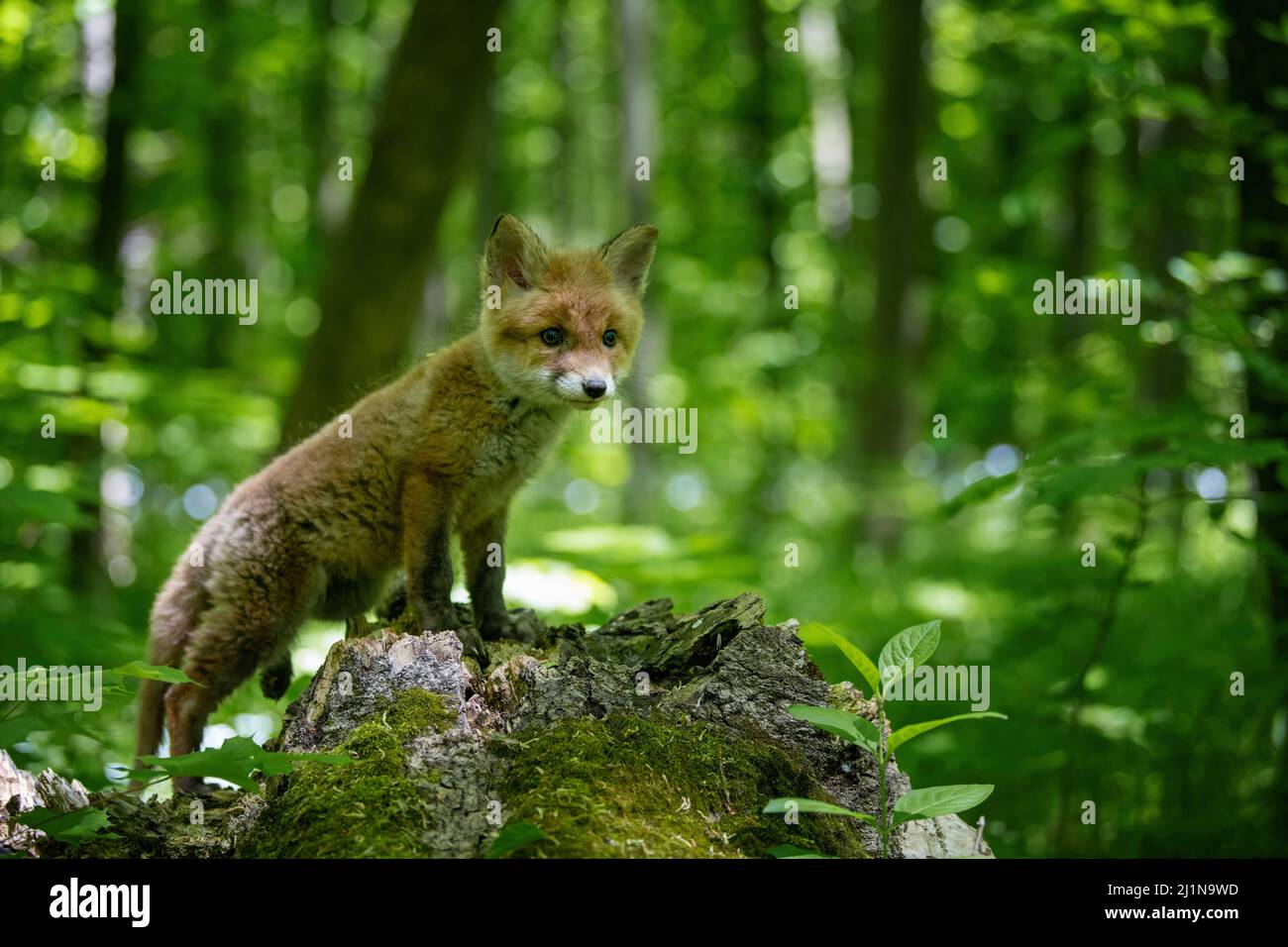 Red fox, vulpes vulpes, small young cub in forest. Cute little wild ...
