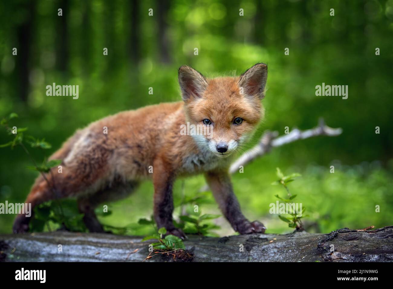 Red fox, vulpes vulpes, small young cub in forest. Cute little wild ...