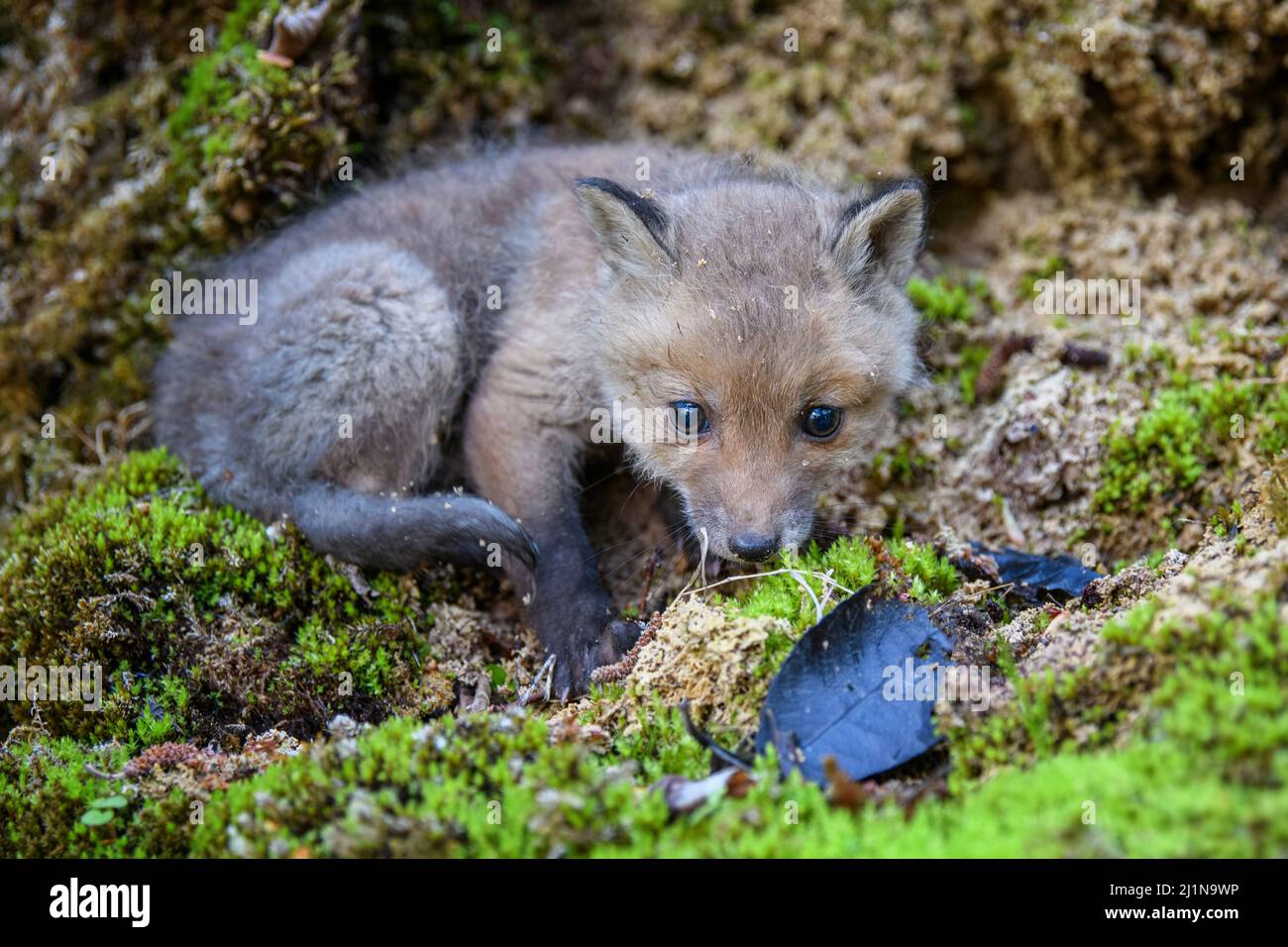 Red fox, vulpes vulpes, small young cub in forest. Cute little wild predators in natural ...