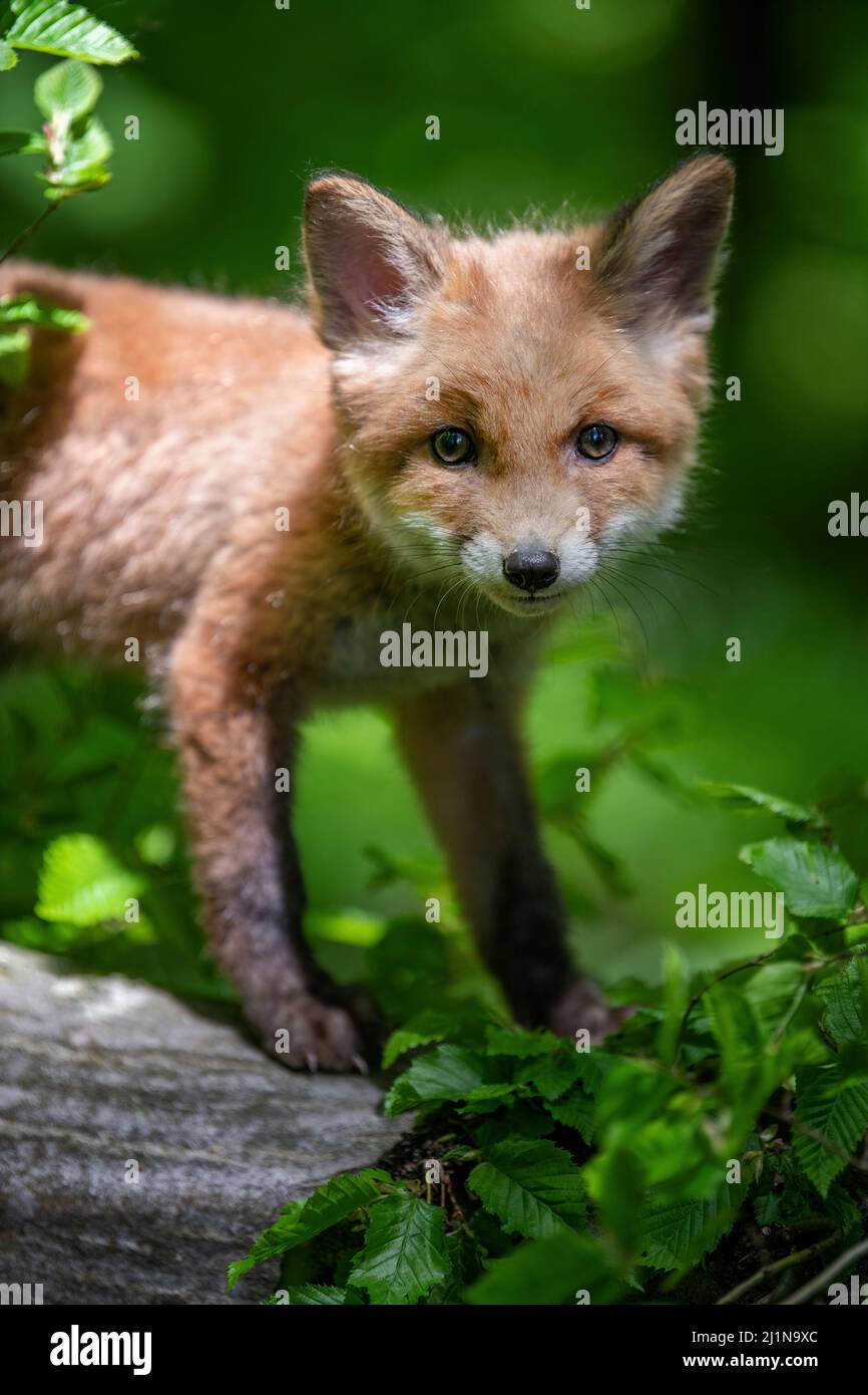 Red fox, vulpes vulpes, small young cub in forest. Cute little wild ...